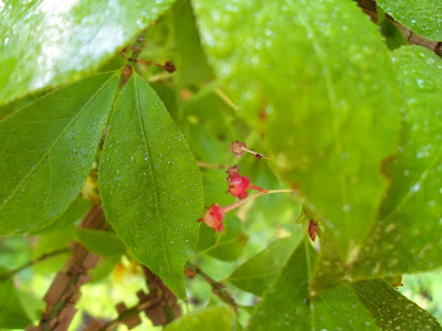 Klockarhagen: Benved, vår sort är en Vingad Benved.