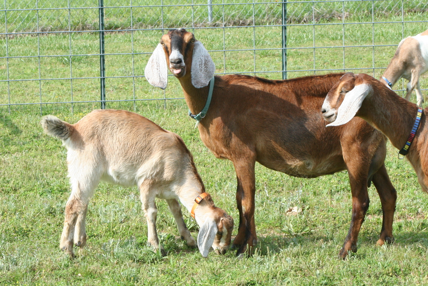 Brooding On: Heifer International on Goats