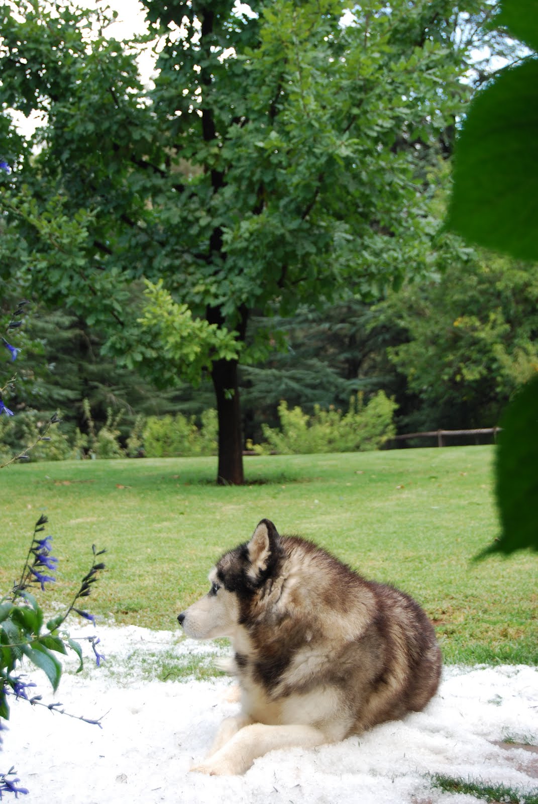 Husky heaven... - Wyndford Holiday Farm