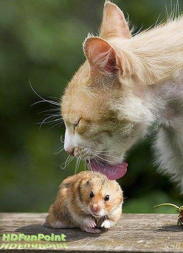Funny Animal Friendship Images ~ Amazing Funny Photos