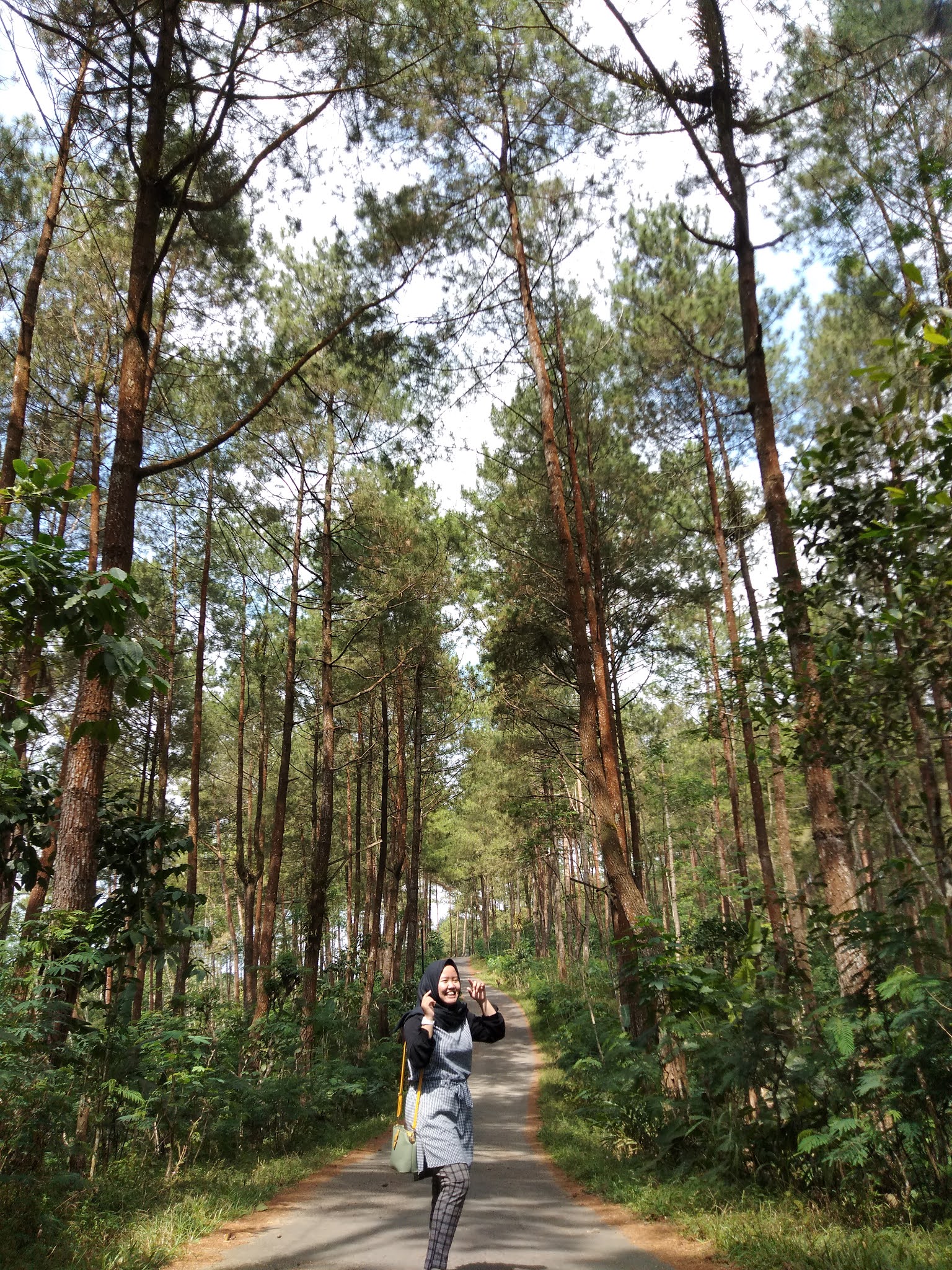 Anggita Tata: Pesona Wisata Hutan Pinus Kalilo