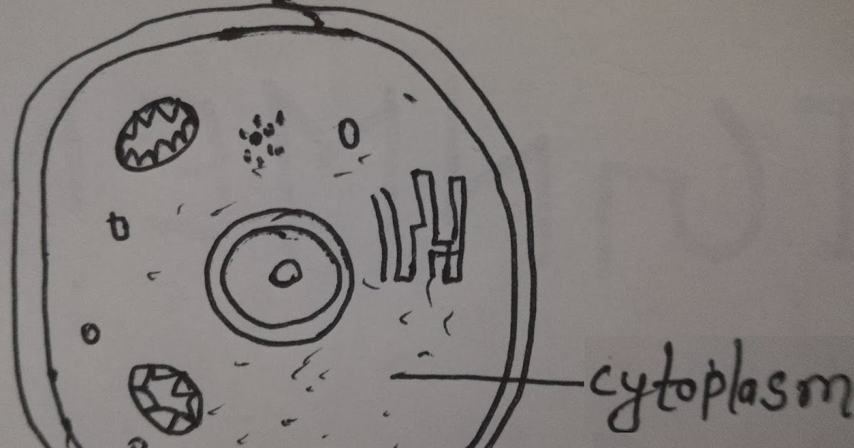 Cytoplasm Definition, Structure and Function