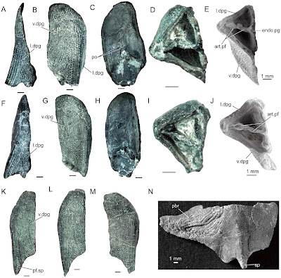 Sciency Thoughts: The pelvic girdles of two primitive boney fish from ...