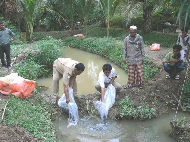 Cara Budidaya Ikan Tawes Secara Alami Dan Buatan Kolam Terpal