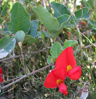 Esperance Wildflowers: Kennedia prostrata - Scarlet Runner