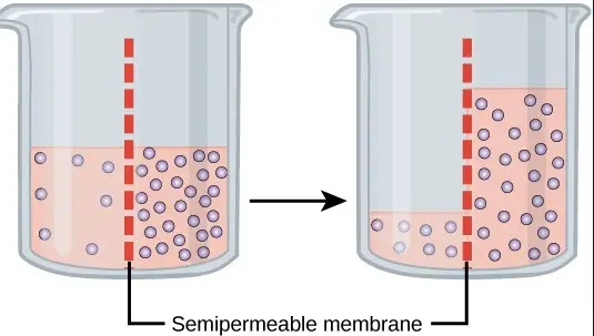 Difusi Adalah - Pengertian, Proses Difusi, Jenis, Faktor dan Contoh ...