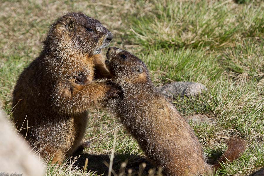 The Ohio Nature Blog: Yellow-bellied Marmot