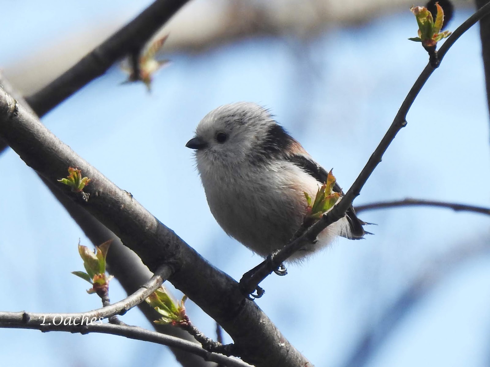 PASARI DIN ROMANIA: PITIGOI CODAT, Aegythalus caudatus