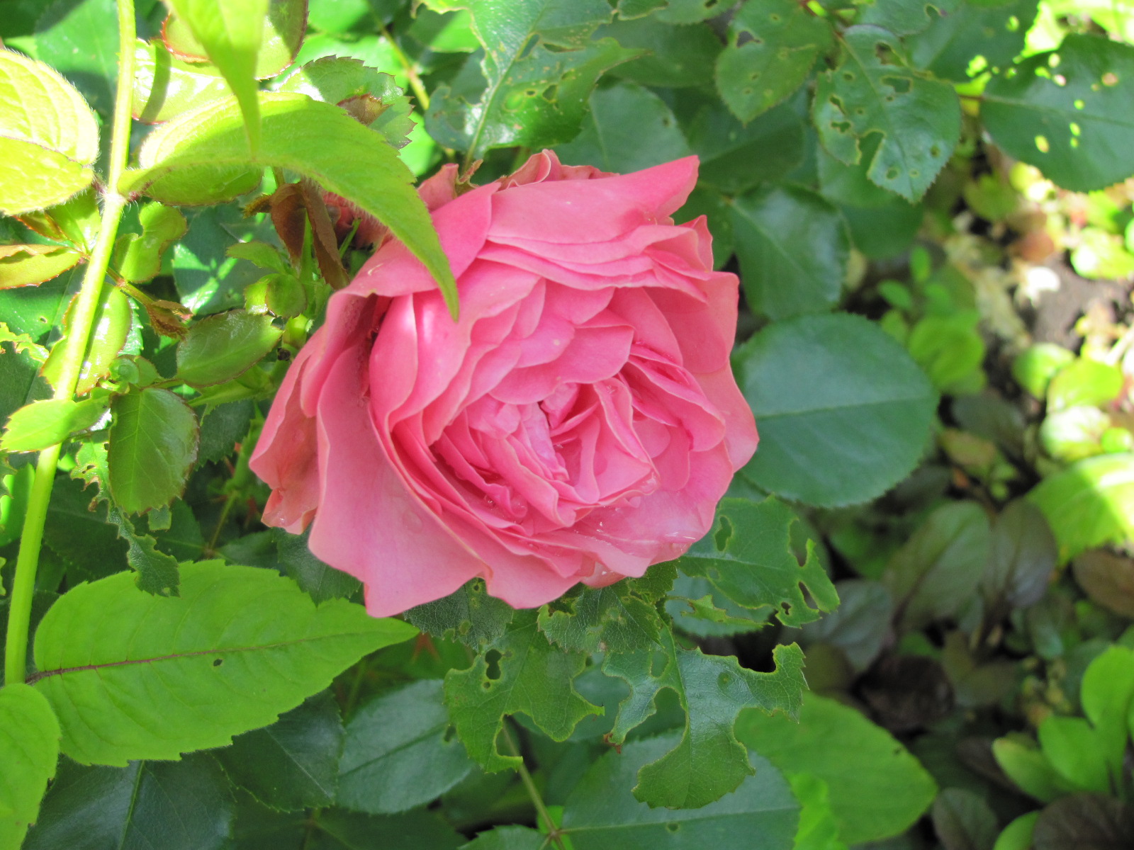 Jalavan juurella: Ruusu on ruusu on ruusu