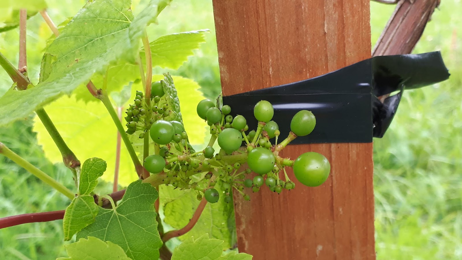 Viticulture in Ireland: Two weeks and what a difference