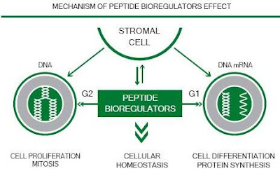 Peptide Bioregulator's: Peptide Bioregulator's