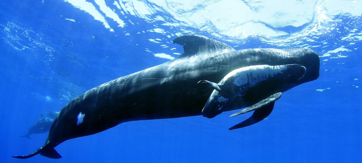 Orden Cetacea (cetáceos): características principales - Biología