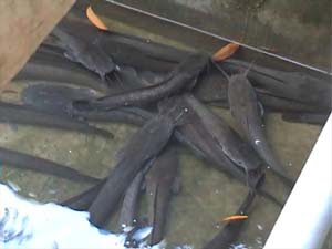 Kabar Humaniora: Hasil Budidaya Lele Phyton Capai Ratusan Juta Rupiah