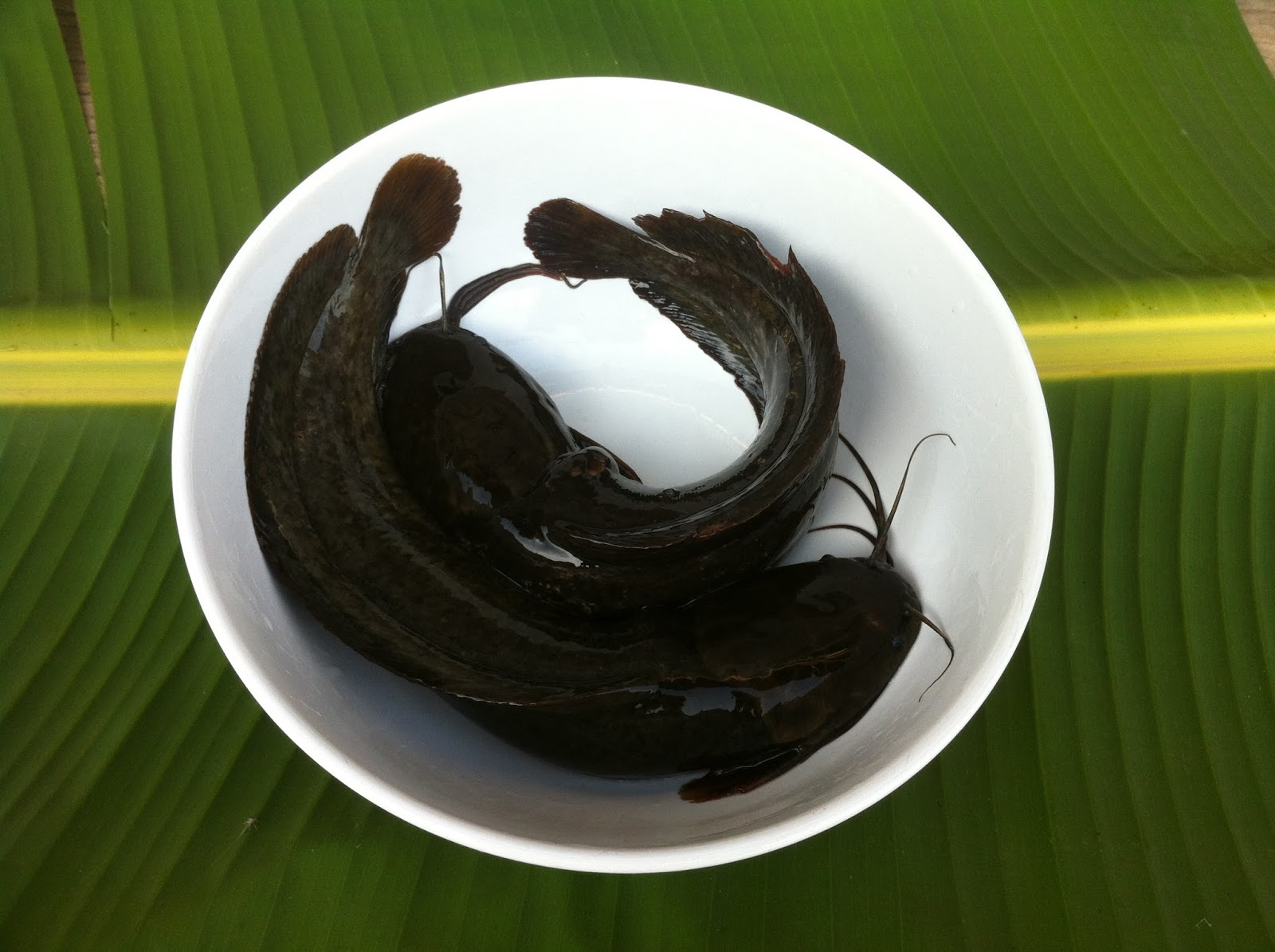 Easy Pad Thai Recipe: THAI COOKING SPICY MINCED CATFISH SALAD (LARB PLA ...