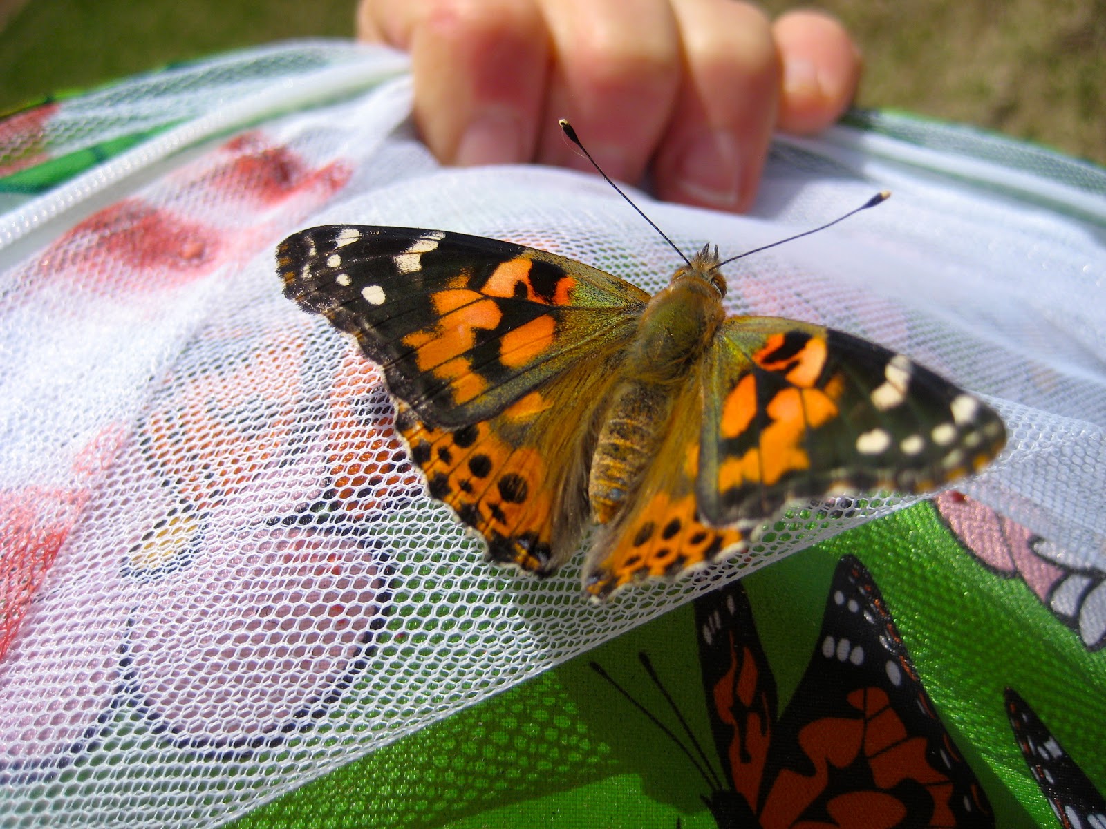 Ms. Liebel's Classroom: Butterfly Release