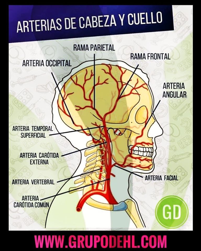 ARTERIAS DE CABEZA Y CUELLO