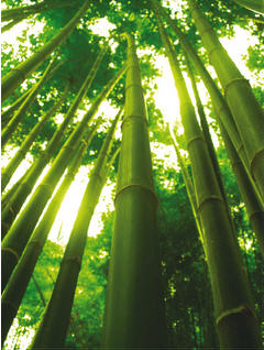 For Your Child's Success: The story of a bamboo tree- Parents Must read