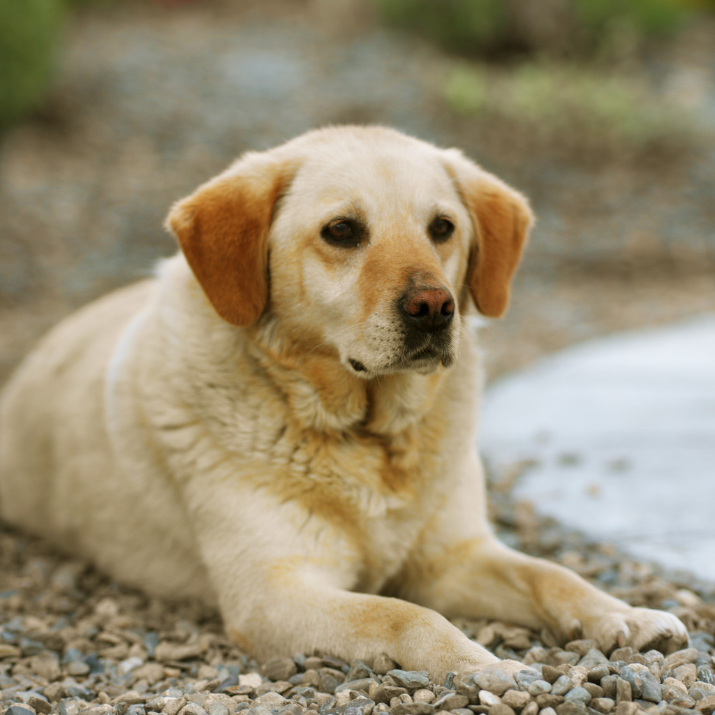 Useful and Harmful Animals