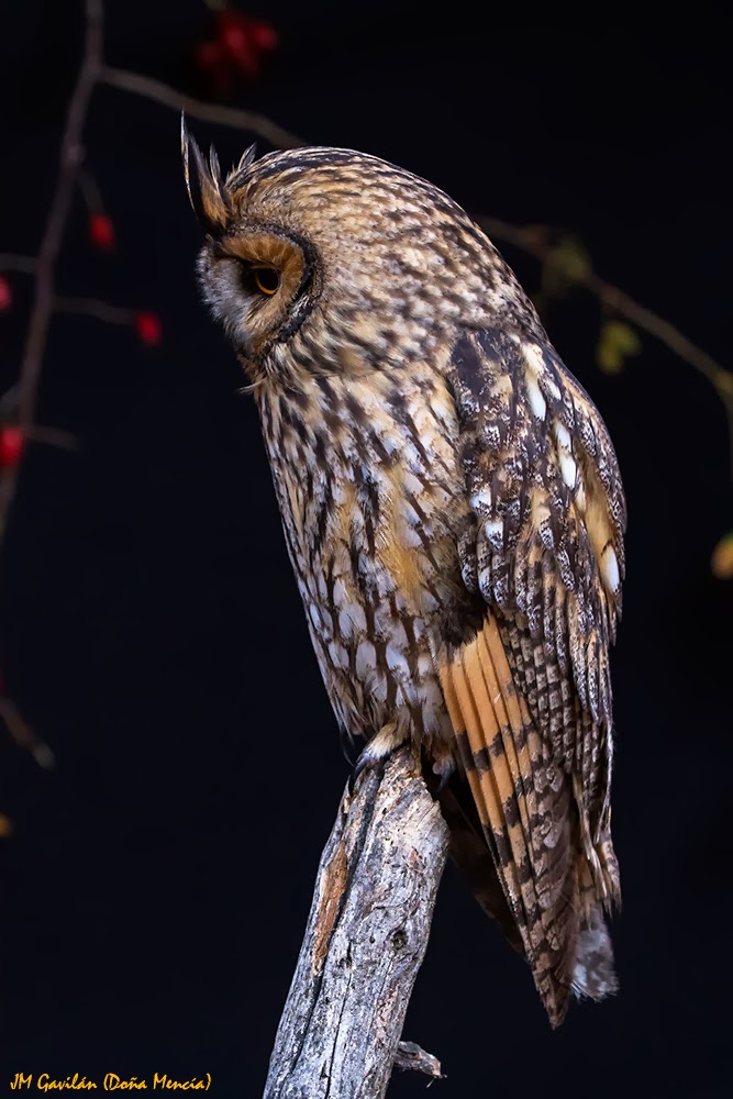 Fotografía de Naturaleza - JM Gavilán: Búho chico (Asio otus)
