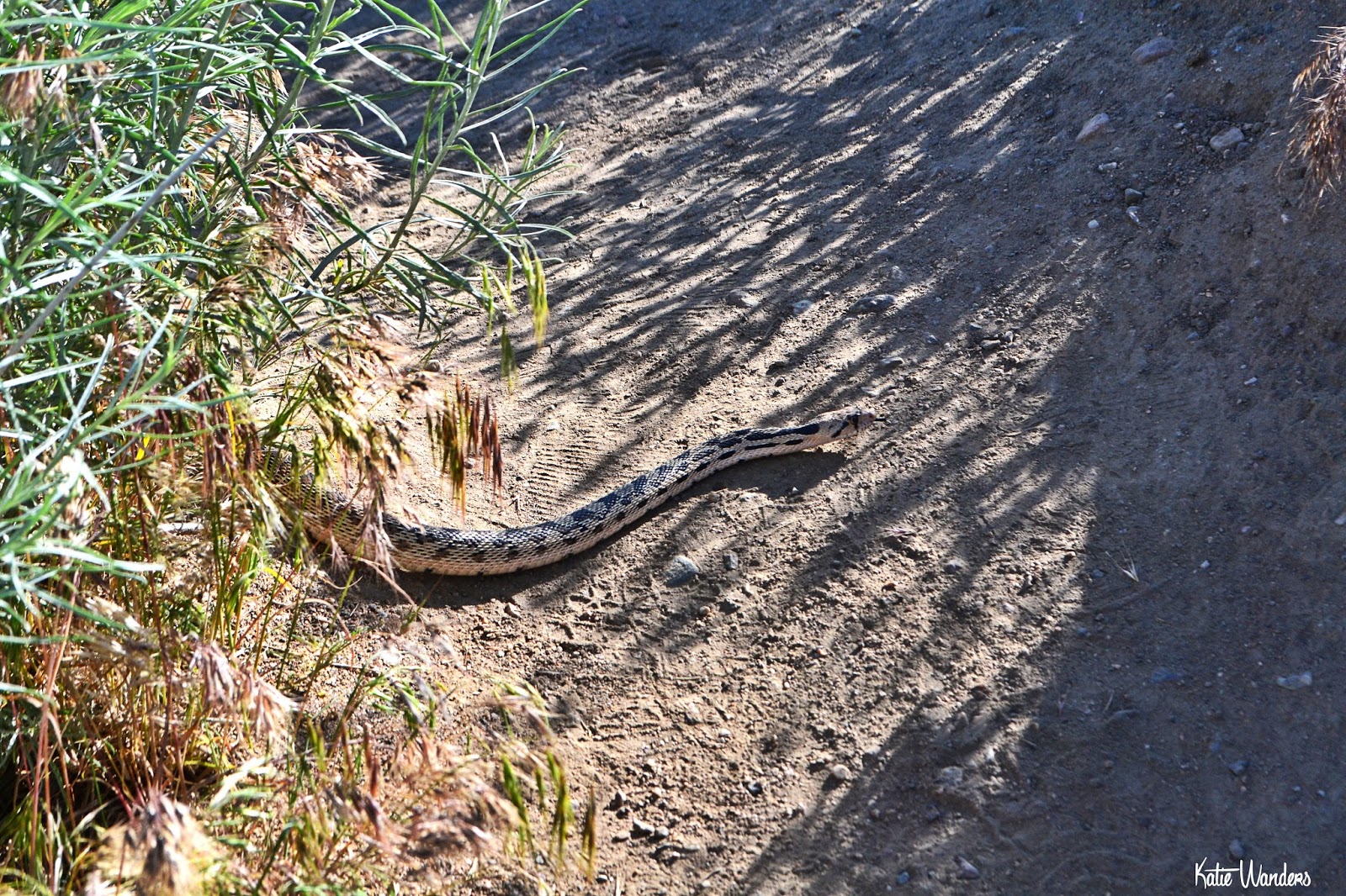 Katie Wanders : Antelope Island and Great Salt Lake Spring/Summer 2015