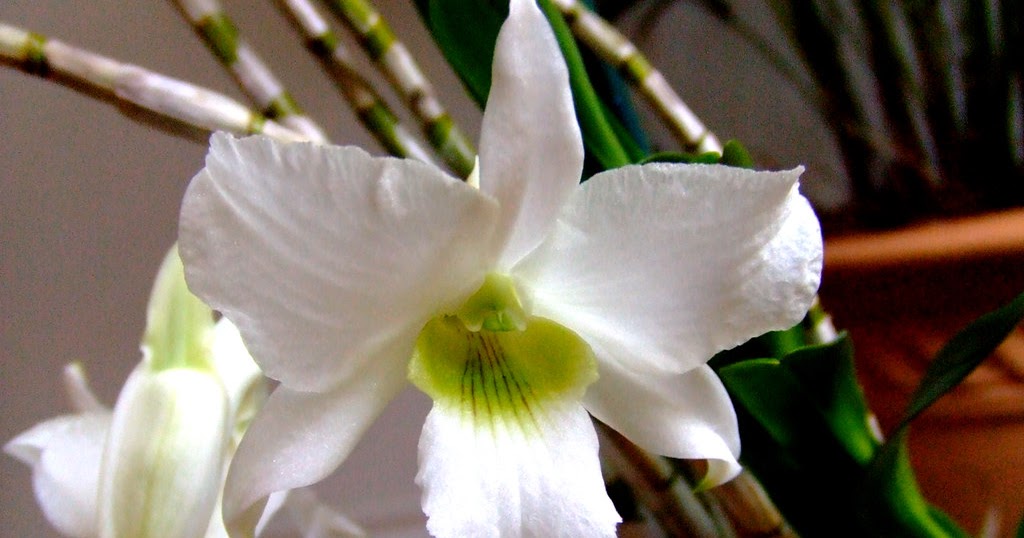 Dendrobium dearei care and culture | Travaldo's blog