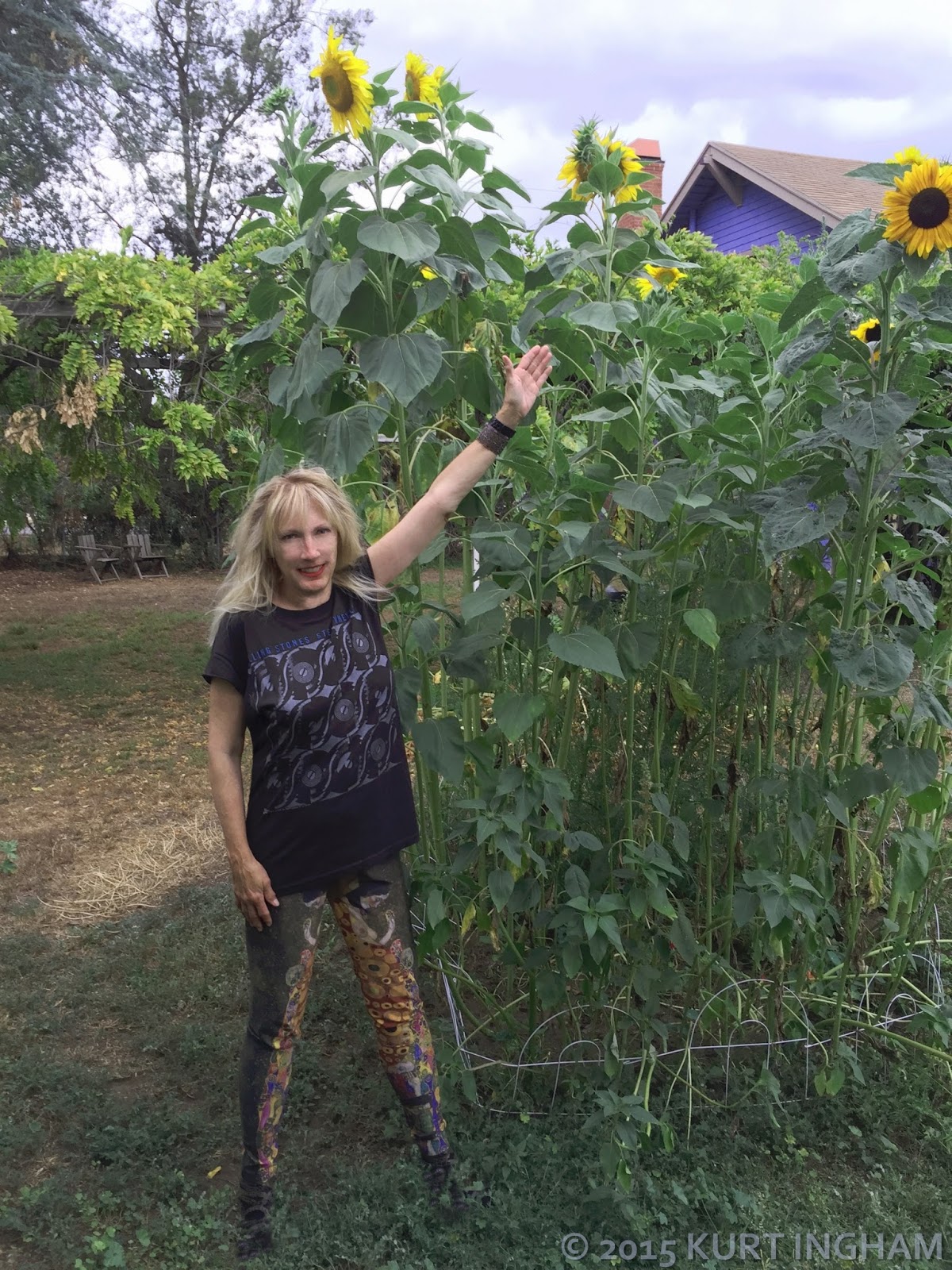 Fast Film: SUNFLOWERS 2015 BY DAY