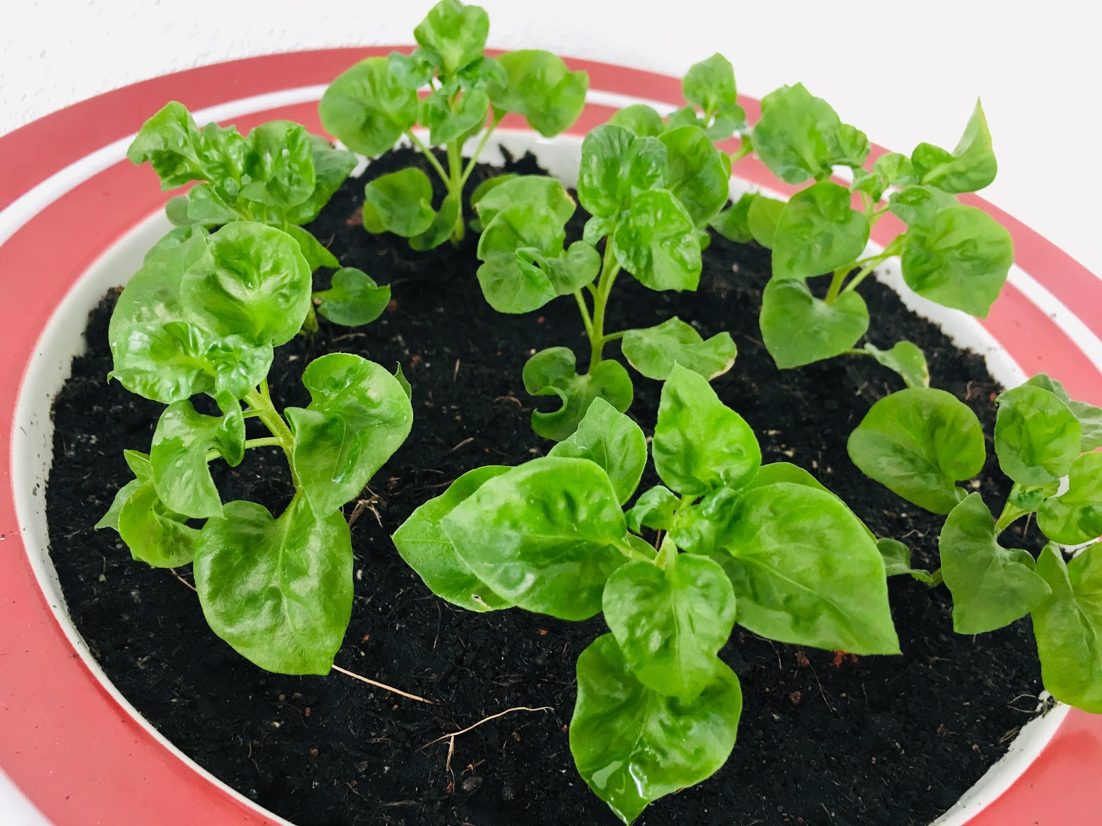 Tips Mudah Penjagaan Bayam Brazil Yang Perlu Beginner Ketahui