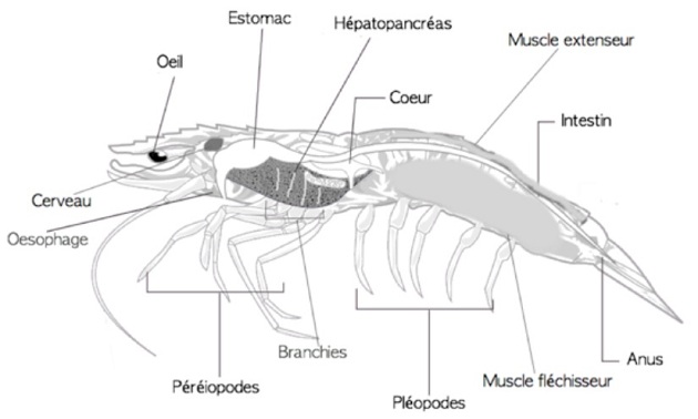 spacedodo shrimps: Anatomie de la crevette