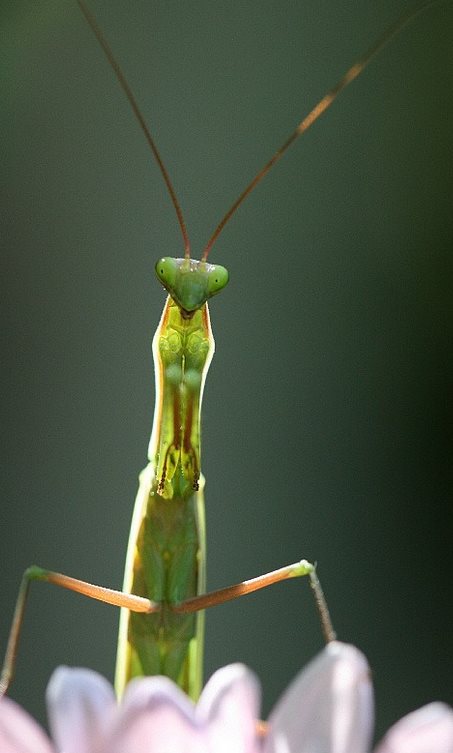 Domači vrt: Vse o Bogomolki