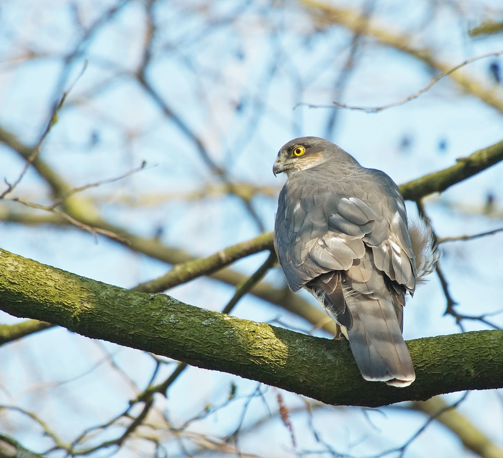 De wereld door mijn lenzen: De Havik, de Sperwer, de Torenvalk en de ...