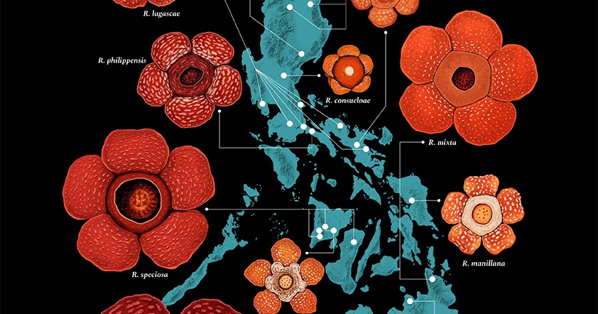 世界最大的花 Rafflesias map | 樹沃客樹藝