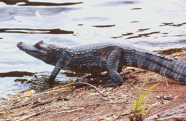 Caiman Facts-Info and New Photos | The Wildlife