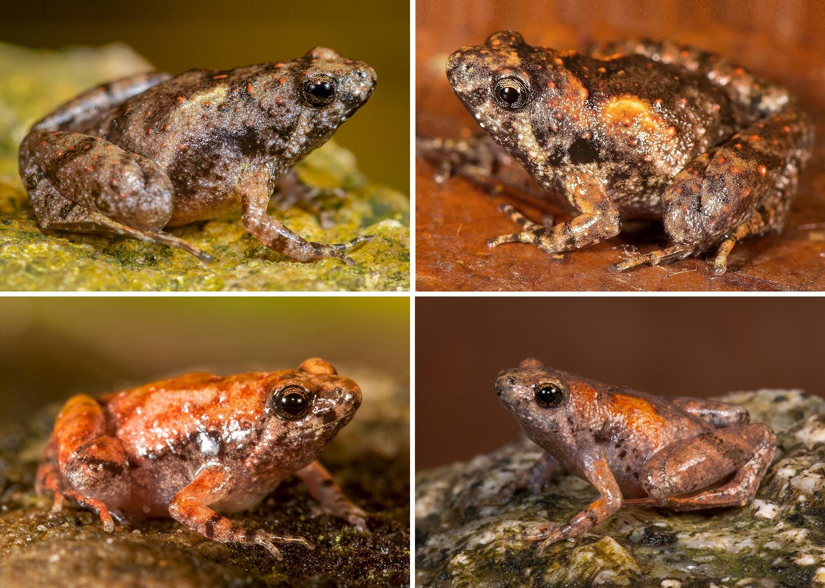 Species New to Science: [Herpetology • 2021] Microhyla sriwijaya • A ...