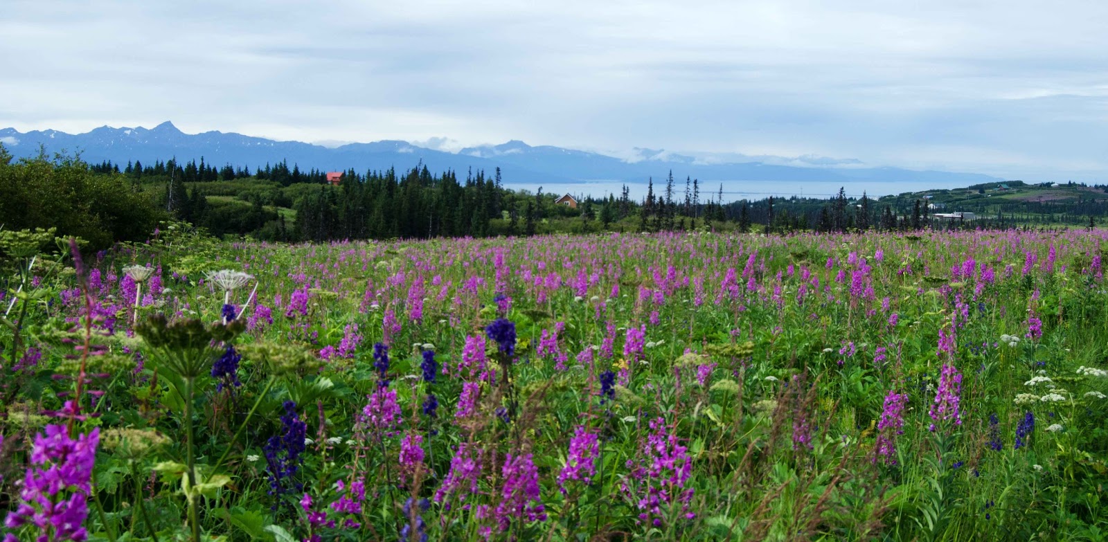 Experience - Walking Among Fireweed | Guide for Alaska's Disappearing ...