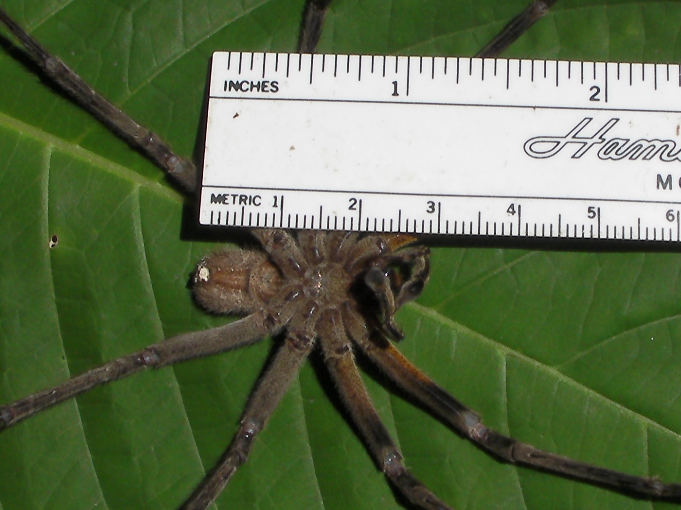 Quaoar Power Zoo: wandering spider (Phoneutria boliviensis) - Montezuma ...