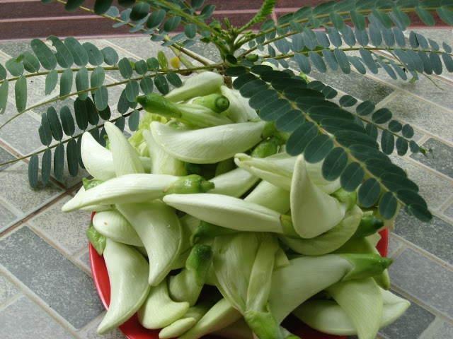 Inilah Manfaat Mengonsumsi Bunga turi 12 Penyakit ini Akan Teratasi ...