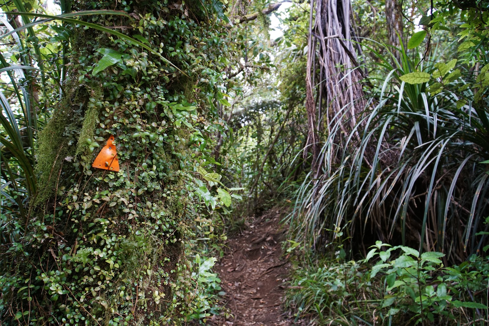 Karioi Track (Pirongia Forest Park) ~ The Long Way's Better