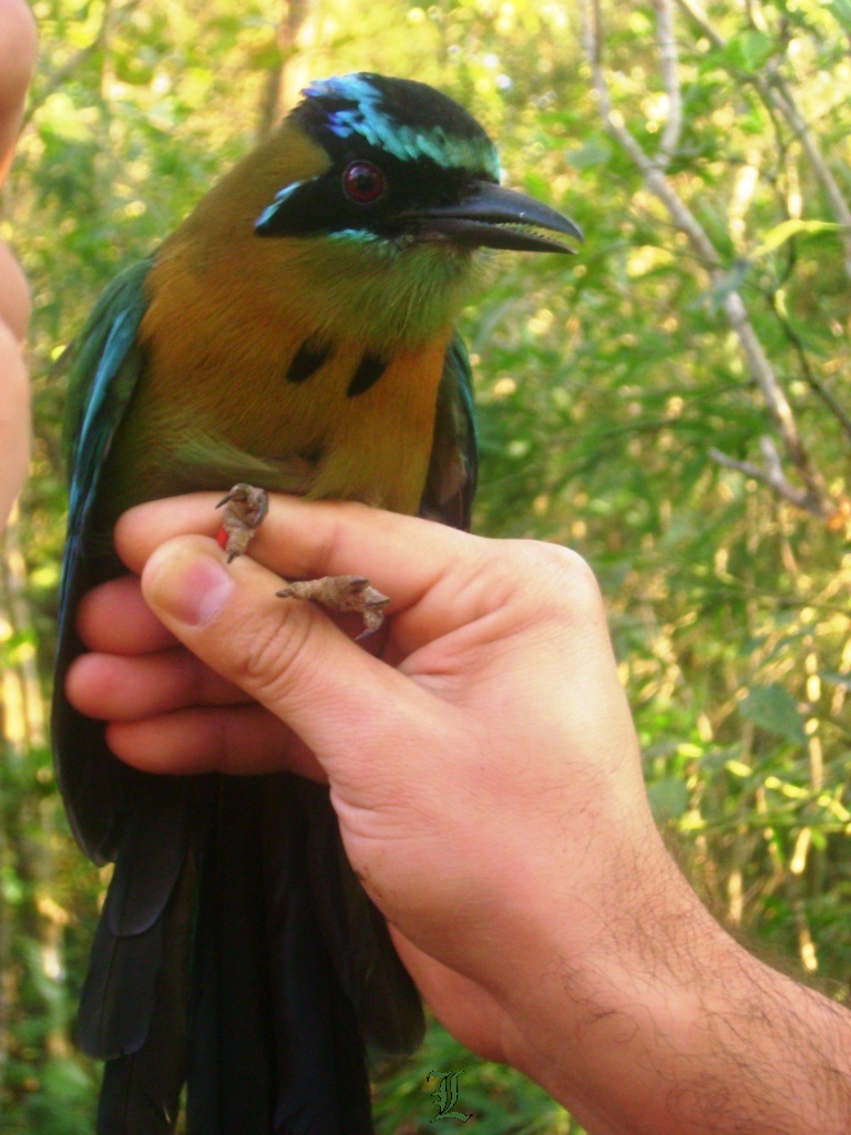 A trip looking for motmot species