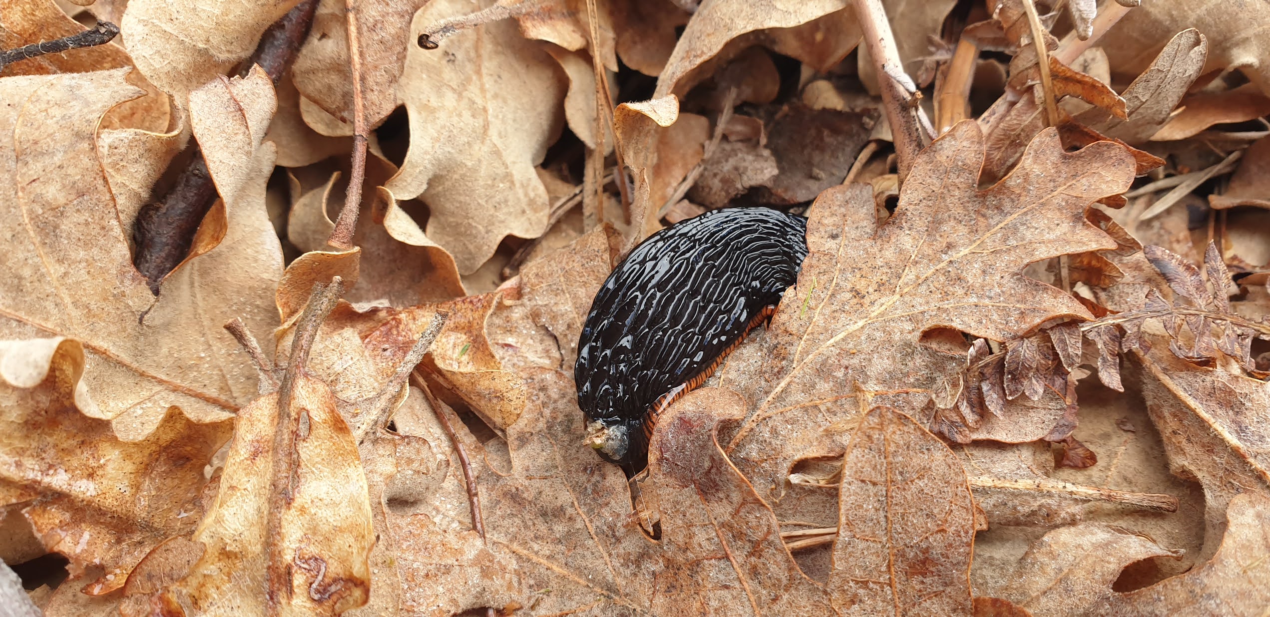 Euskal Herria mendiz mendi: OIANBAKOITZ (1226M), MILPIRIBIL (1277M ...