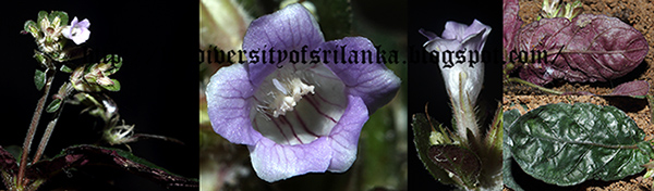 Biodiversity of Sri Lanka: Redflame (Strobilanthes reptans [Syn ...