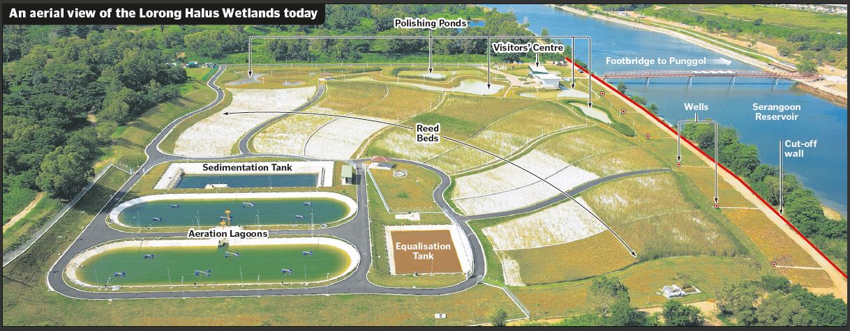wildsingapore news: The smell of success: How did Lorong Halus go from ...