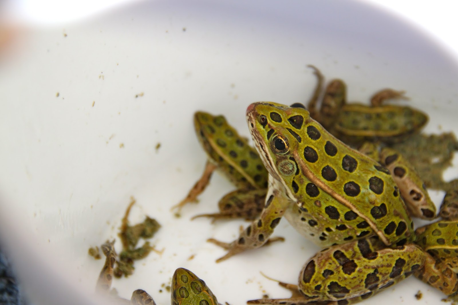 The Kellys: Catching Frogs