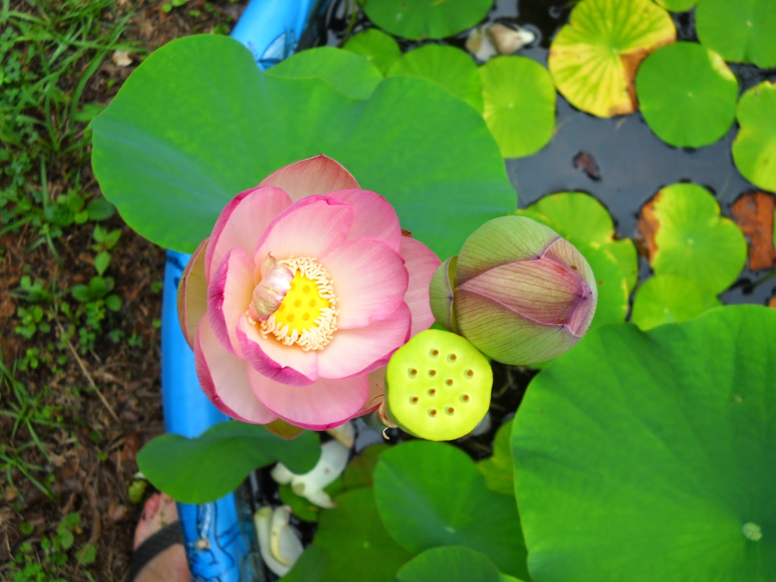 Gold Hill Plant Farm: Pink Lotus (Nelumbo nucifera)