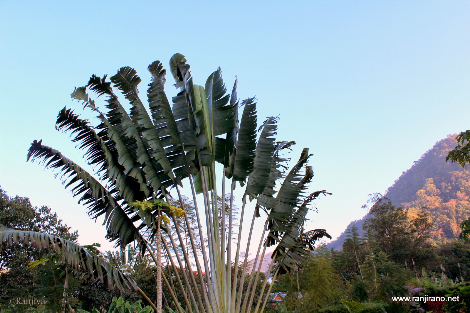 De l'utile à l'agréable - Le majestueux Ravinala [Arbre de voyageur ...