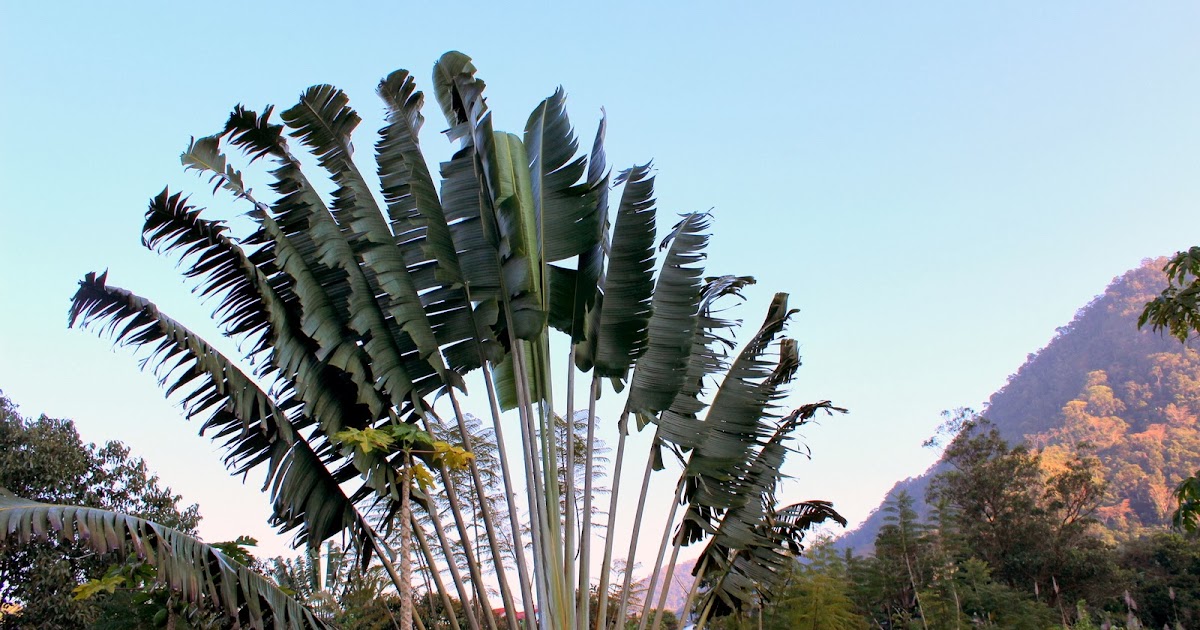 De l'utile à l'agréable - Le majestueux Ravinala [Arbre de voyageur ...