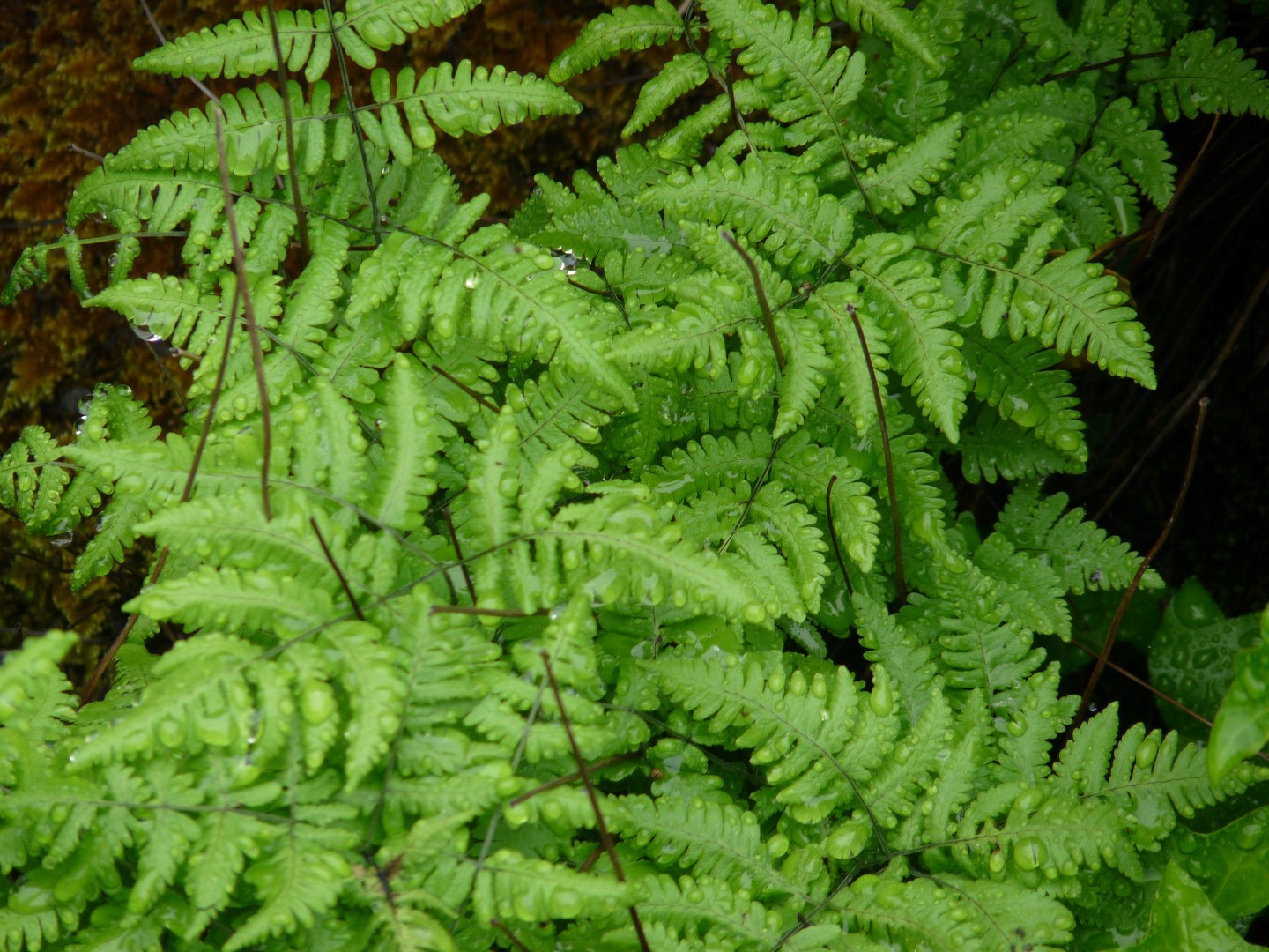 Hutton Roof's Special Ferns and More: Gymnocarpium robertianum ...