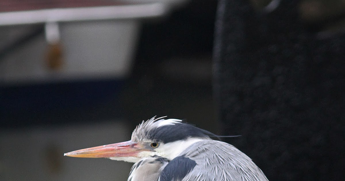 Northamptonshire Birding: A grey spring day