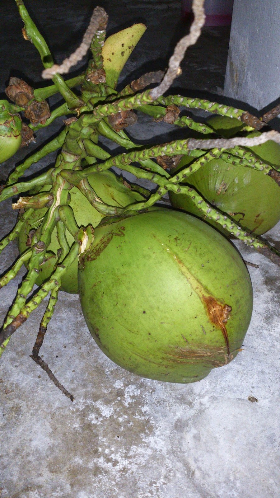 Aduhai Adinda: Kelapa dan semambu ubat chicken pox