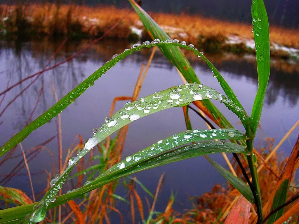 Trzcina pospolita ... pospolita?