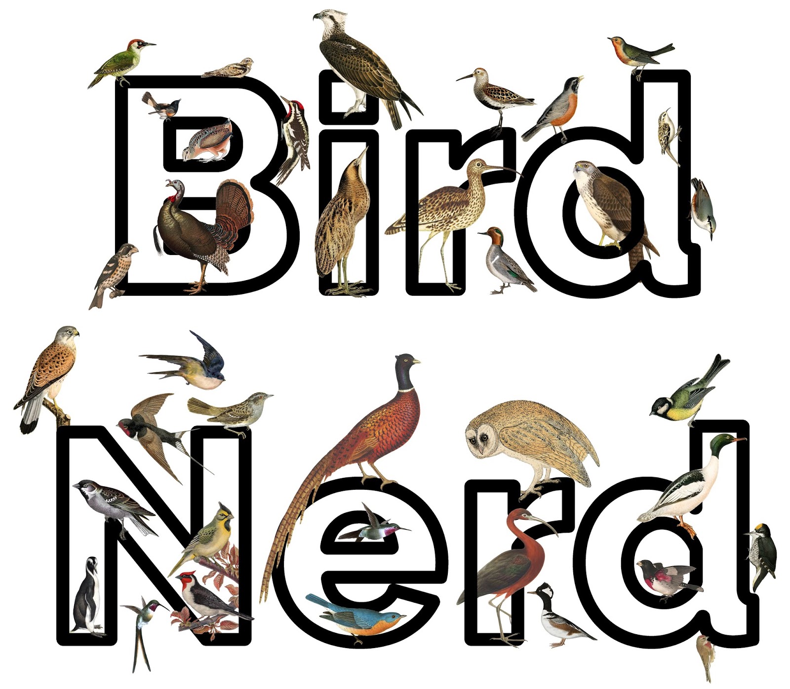 The City Birder: Weekend Birds